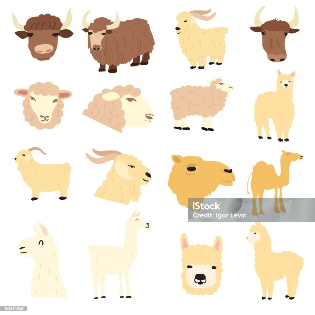 Ilustración de Conjunto De Caras De Animales Yaya Oveja Cabra Alpaca y ... Ilustración de Conjunto De Caras De Animales Yaya Oveja Cabra Alpaca y ...