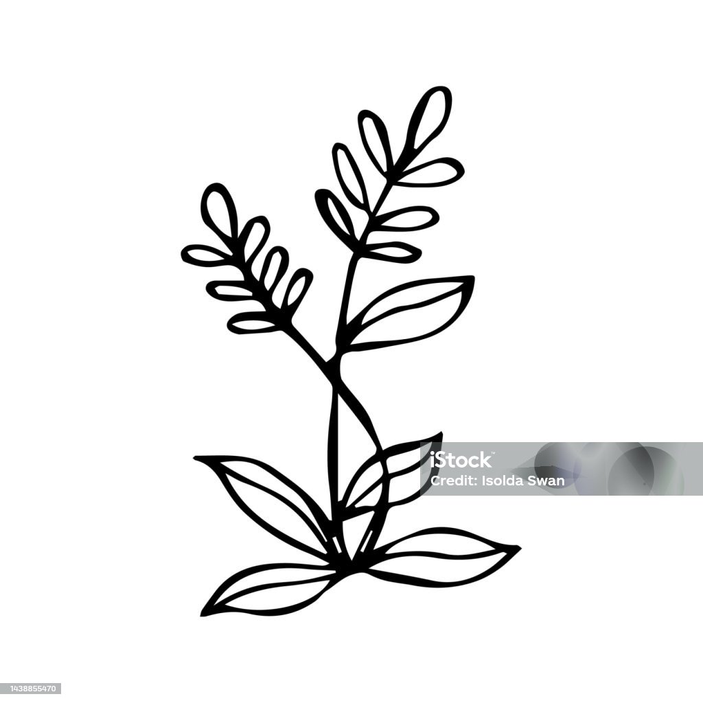 Hand Drawn Botanical Flower Doodle Element For Floral Design Concept