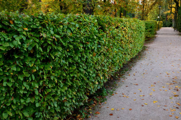 Free picture: hornbeam, hedge