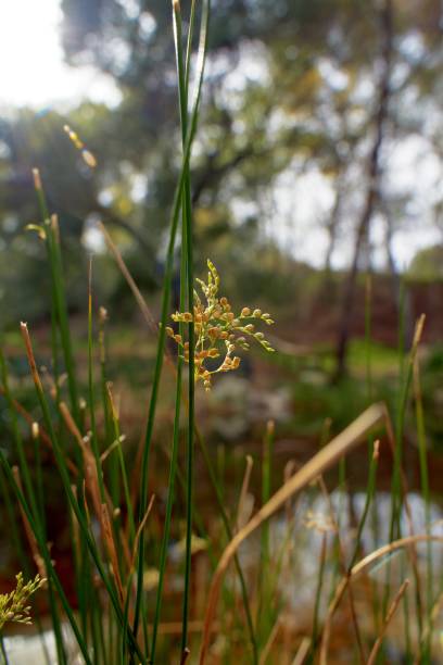 Sweetgrass Pictures | Download Free Images on Unsplash