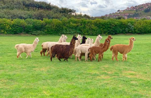 Free picture: livestock, llama, alpaca, grass, animal