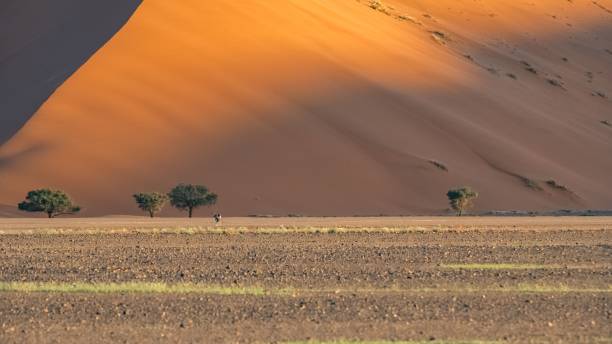 Deadvlei Pictures | Download Free Images on Unsplash