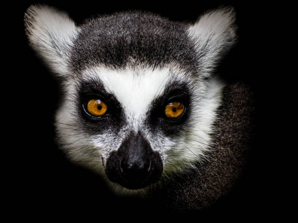 Rare Animal Pictures | Download Free Images on Unsplash