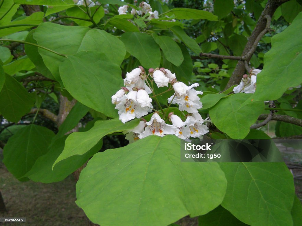 Catalpa Tree Scient Class Bignoniaceae Stock Photo - Download Image Now ... Catalpa Tree Scient Class Bignoniaceae Stock Photo - Download Image Now ...