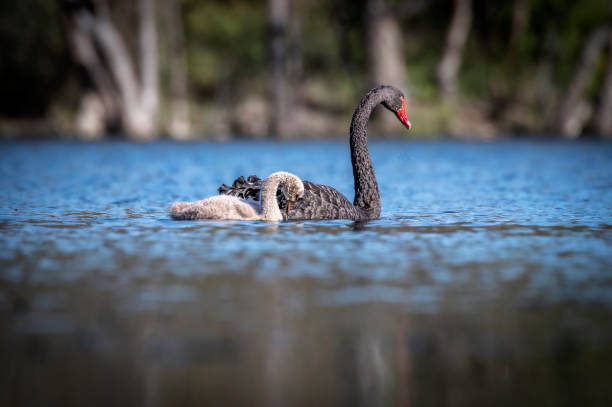 Free picture: aquatic bird, beautiful, feather, neck, swan, bird ...