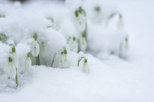 Snowdrop Pictures | Download Free Images on Unsplash