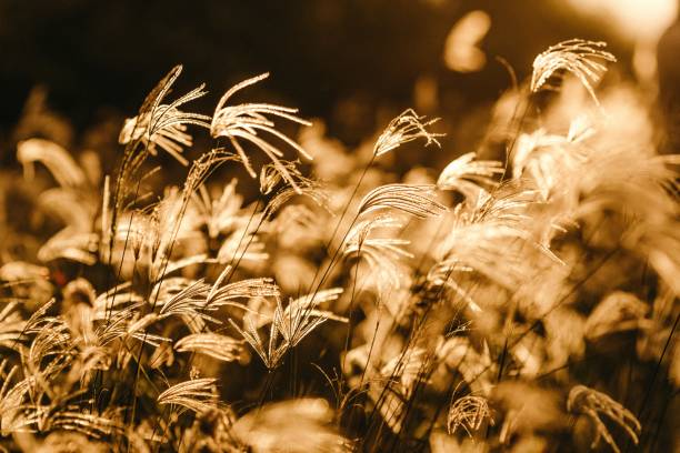Sweetgrass Pictures | Download Free Images on Unsplash