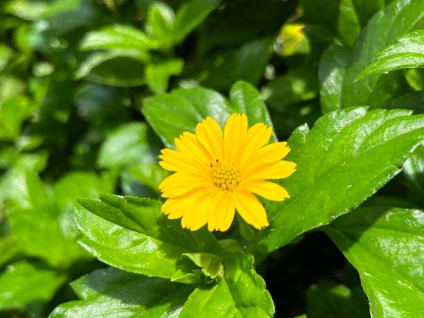 Wedelia Chinensis Pictures | Download Free Images on Unsplash