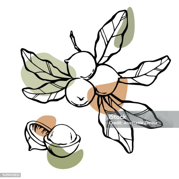 Ilustración de Dibujo De Nueces De Macadamia y más Vectores Libres de ... Ilustración de Dibujo De Nueces De Macadamia y más Vectores Libres de ...
