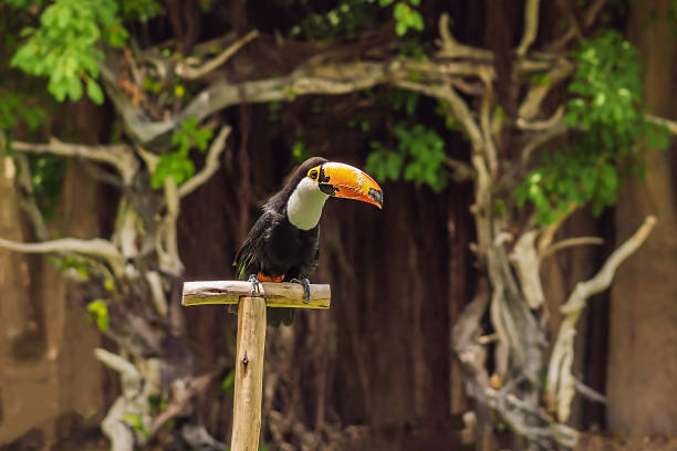 Free picture: toucan, bird, maya, biosphere, reserve, central, Americas ...