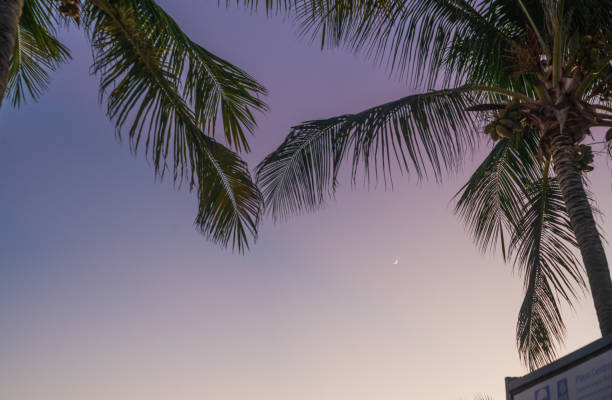 Free Stock Photo of High view of three magnificent palm trees in blue ...