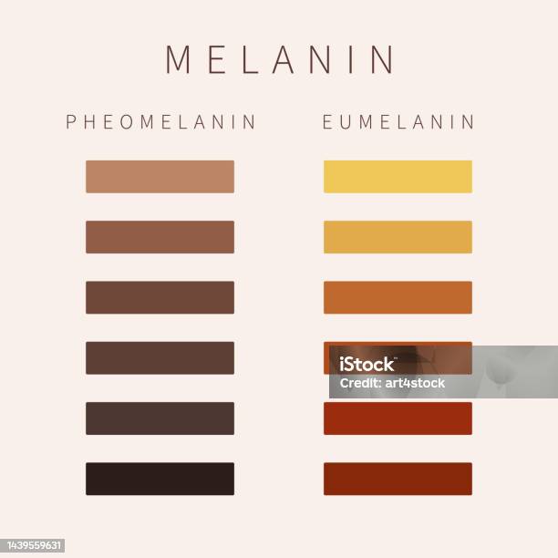 Melanin Skin Tone Color Palette Scheme Design向量圖形及更多黑色素圖片 - 黑色素, 黑色素細胞 ... Melanin Skin Tone Color Palette Scheme Design向量圖形及更多黑色素圖片 - 黑色素, 黑色素細胞 ...