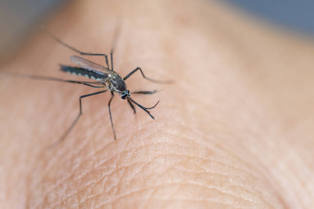 Mosquito Laying Eggs In Skin