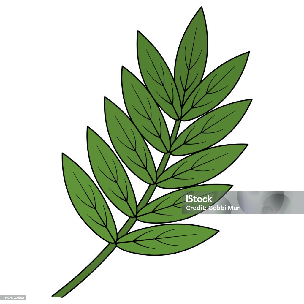 Feuille De Rowan Partie Verte Dun Arbre Avec Des Veines Dans Le Style