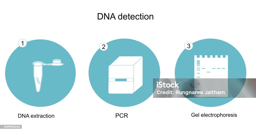 Alur Kerja Deteksi Dna Dengan Teknik Pcr Dan Observasi Dengan ... Alur Kerja Deteksi Dna Dengan Teknik Pcr Dan Observasi Dengan ...
