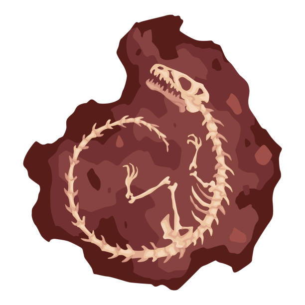 Cartoon Reptile Fossils