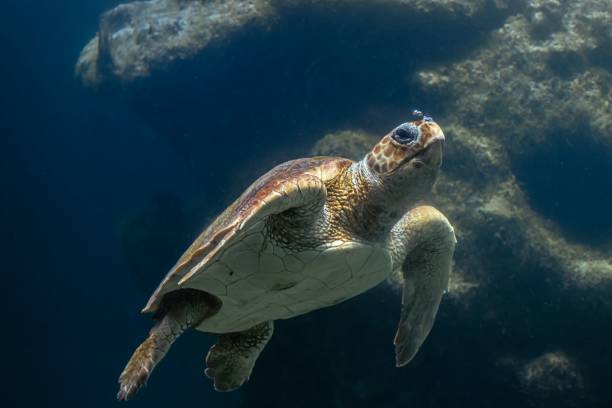 Free picture: sea turtle, swimming, loggerhead