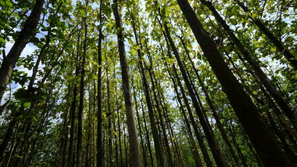 Hutan Pictures | Download Free Images on Unsplash