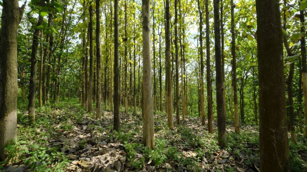 Hutan Pictures | Download Free Images on Unsplash