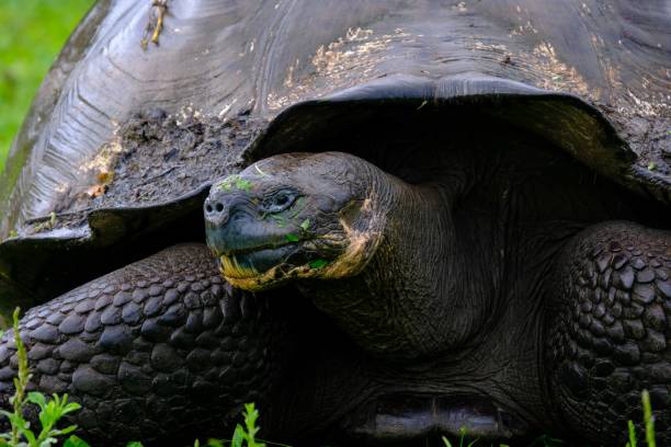 Free picture: alligator, snapping, turtle, reptile, animal