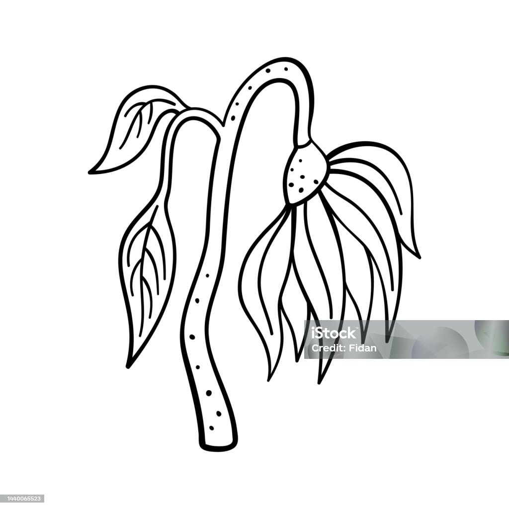Illustration Vectorielle Isolée Dune Fleur Fanée Icône De Ligne Mince