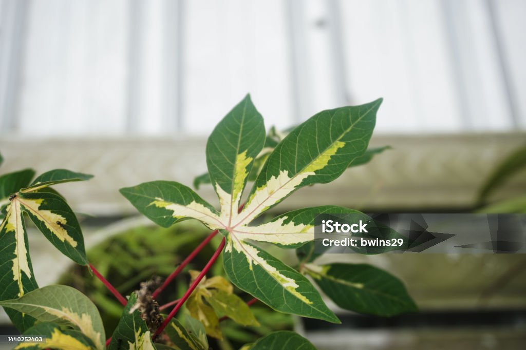 Variegated Cassava Variegated Tapioca Manihot Esculenta Variegata