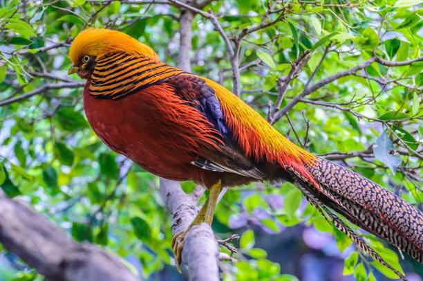 Loro Pictures | Download Free Images on Unsplash