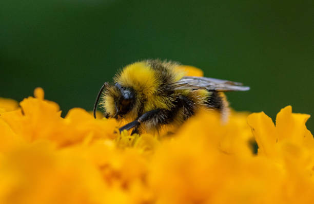 Free picture: White-tailed bumblebee (Bombus lucorum) on orange yellow ...