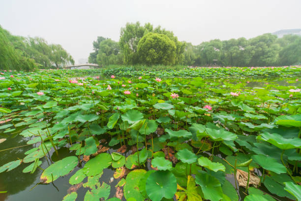 Free picture: waterlily, lotus, green leaves, ecosystem, herb, natural ...