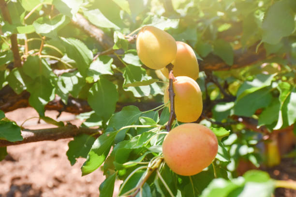 100+ Apricot Pictures | Download Free Images on Unsplash
