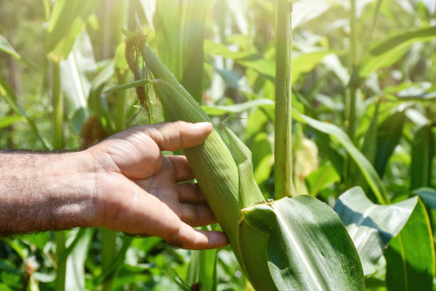 Free Stock Photo of Hands reaching out from lush cornfield | Download ...