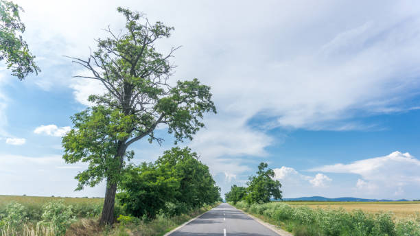 Free Stock Photo of Lone Tree Standing in the Middle of an Empty Road ...