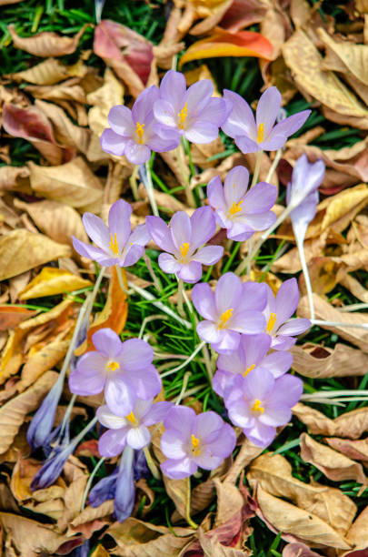 500+ Crocus Pictures [HD] | Download Free Images on Unsplash