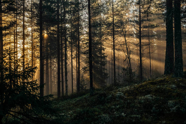 Calm Forest Pictures | Download Free Images on Unsplash