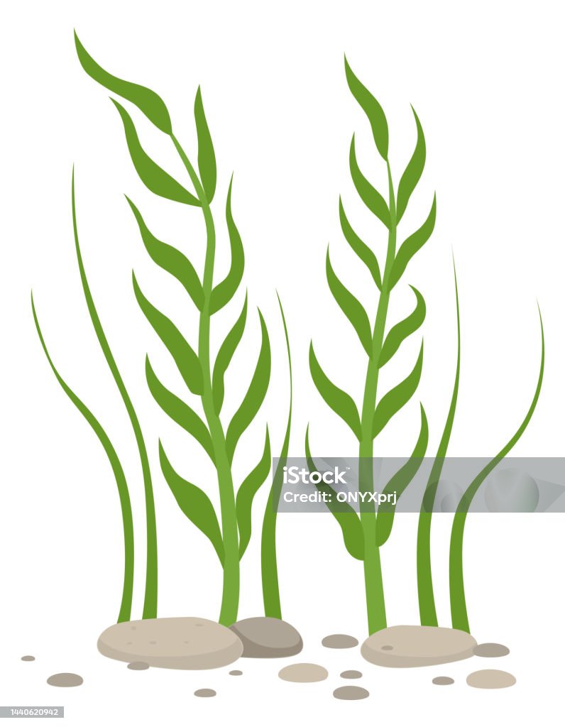 Ganggang Hijau Flora Bawah Air Tanaman Laut Kartun Ilustrasi Stok ... Ganggang Hijau Flora Bawah Air Tanaman Laut Kartun Ilustrasi Stok ...