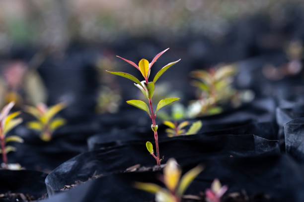 khat Premium Photos, Pictures and Images by Istock