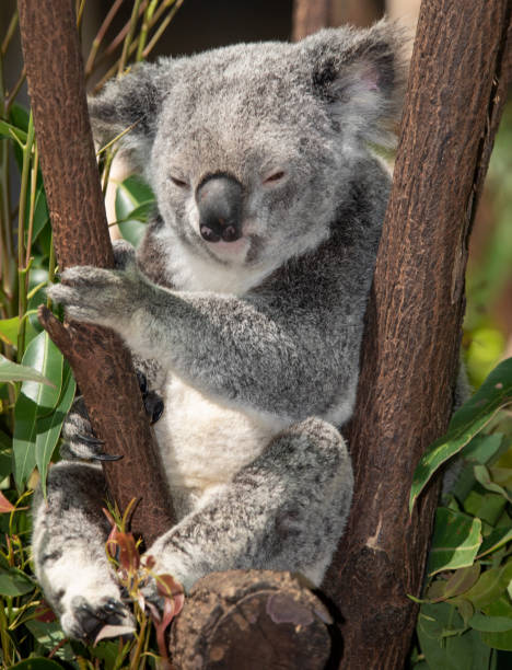 20+ Koala Eating Gum Leaves Stock Photos, Pictures & Royalty-Free ... 20+ Koala Eating Gum Leaves Stock Photos, Pictures & Royalty-Free ...