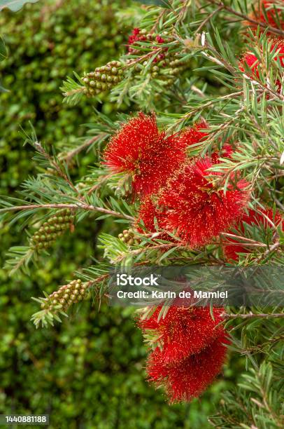 Melaleuca Pearsonii Shrub Flowers Are Red Tipped With Yellow Stock