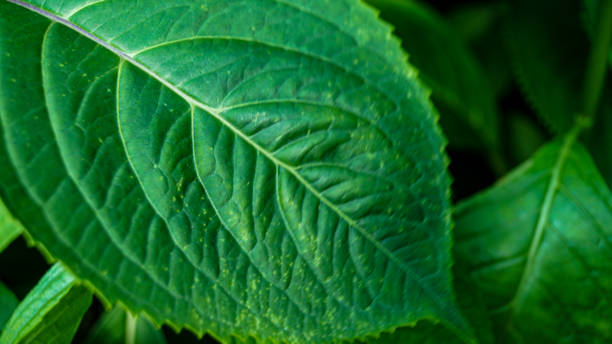 Free picture: big, green leafs