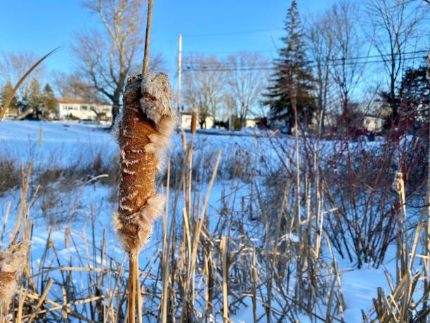 Cattails Pictures | Download Free Images on Unsplash