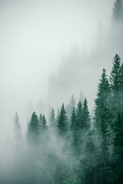 Free Stock Photo of Foggy mist hovers over dense evergreen forest hills ...