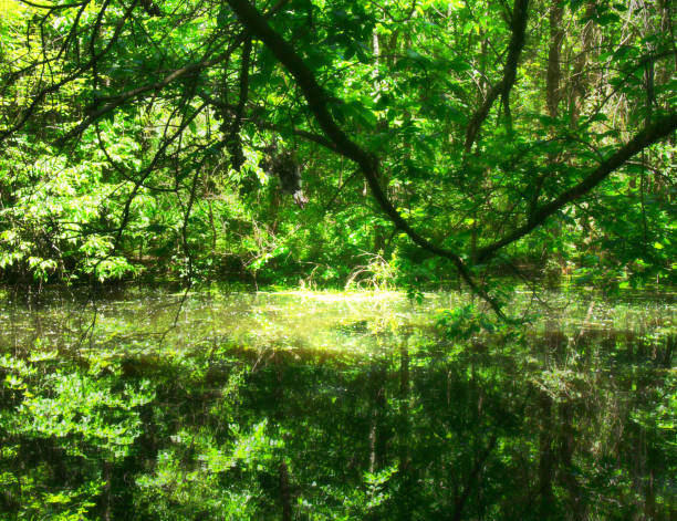 Free picture: branches, mossy, rainforest, swamp, tropic, forest ...