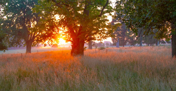 Free picture: pasture, sunrise, farm, landscape, tree, dawn, nature ...