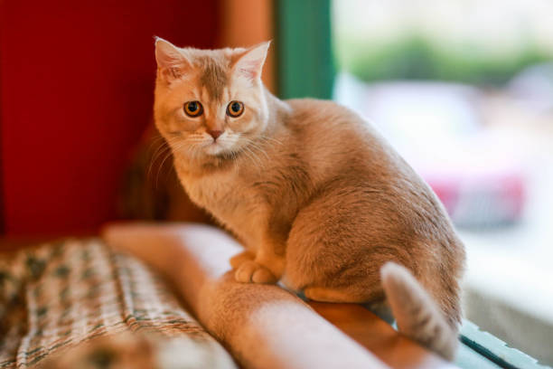 Cat Art Pictures | Download Free Images on Unsplash