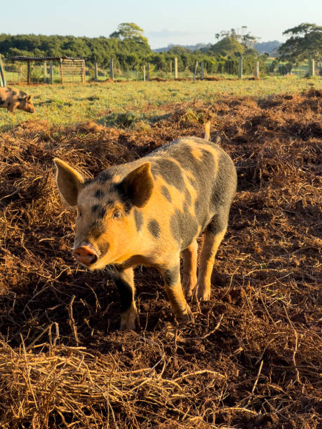 30k+ Hog Pictures | Download Free Images on Unsplash