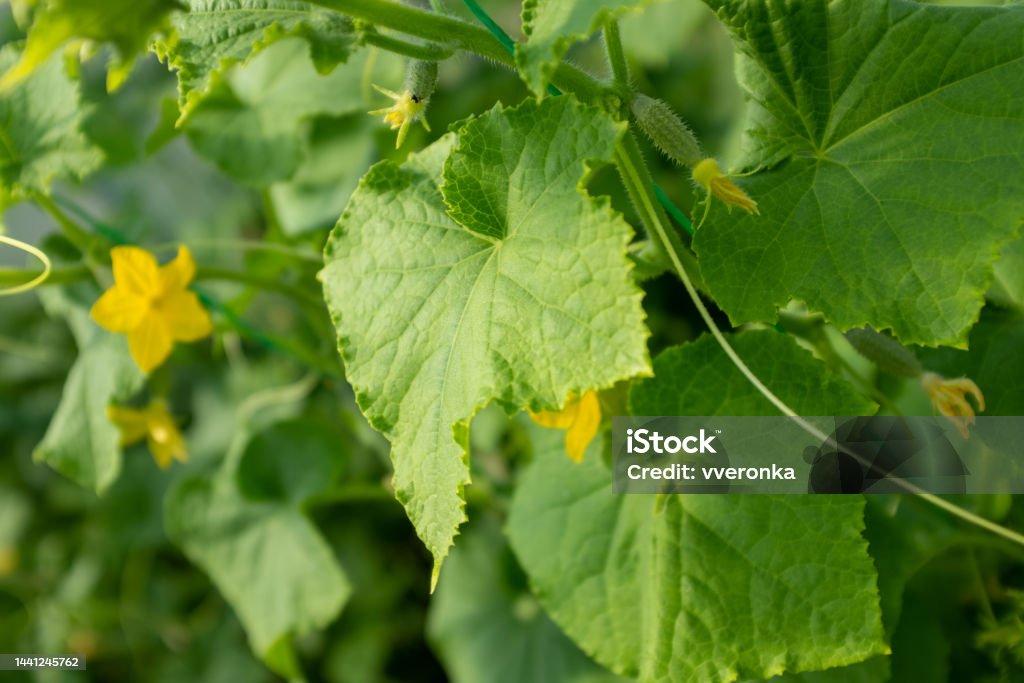 Cucumber Plants With Yellow Flowers And Green Leaves Of Vegetable Grow