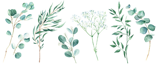 Branches Vertes Deucalyptus De Pistache Et De Gypsophile Isolées Sur