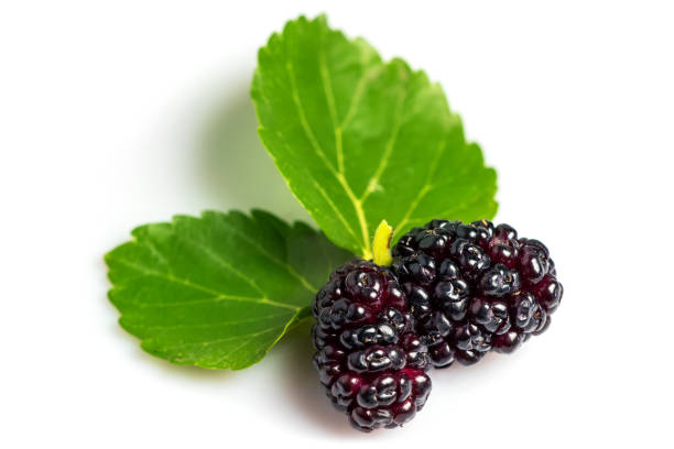 Mulberry Pictures | Download Free Images on Unsplash
