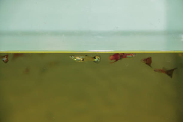 Guppy Fish Pictures | Download Free Images on Unsplash