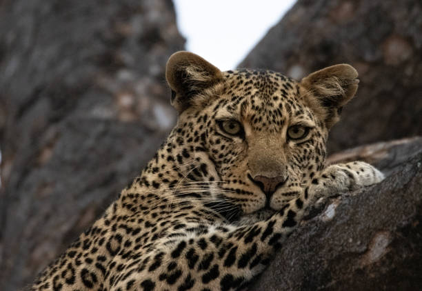 Free picture: wildlife, nature, cat, wild, leopard, fur, Africa, cheetah
